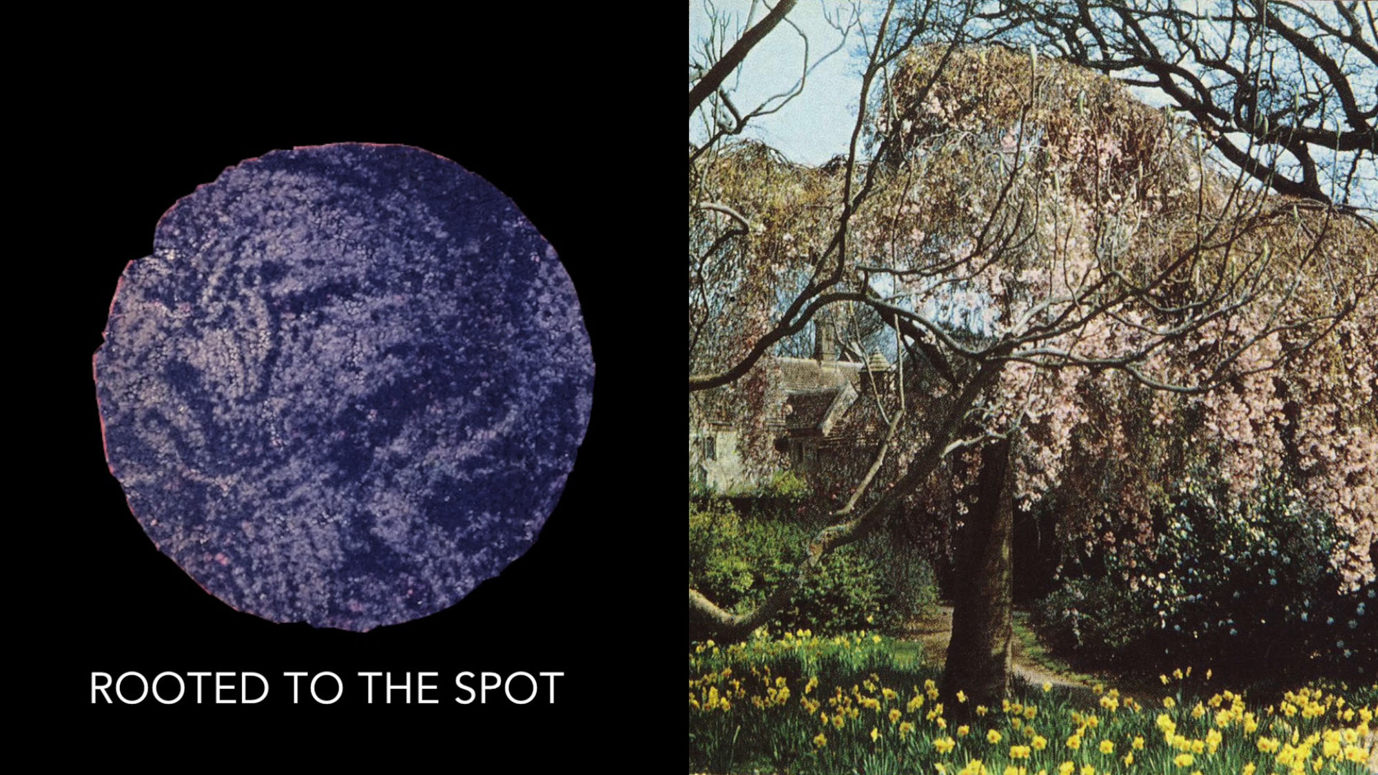 JUNE’S LAST STAND :: Jo Clements